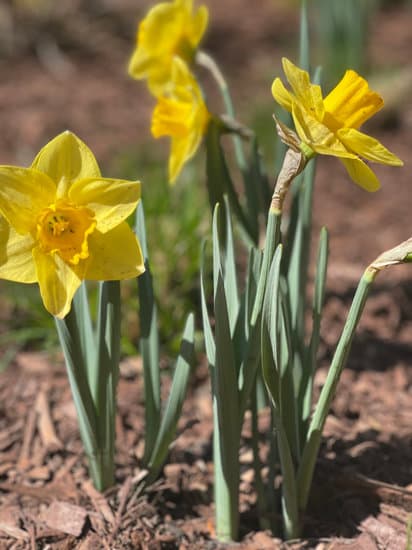 Jen Chicoine's Images – Canva