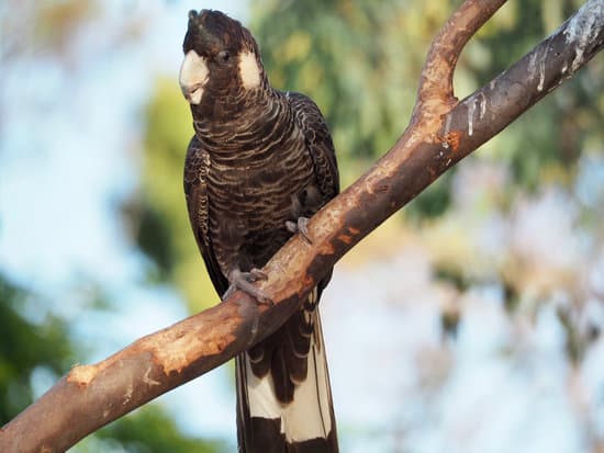 Sian’s Images – Canva