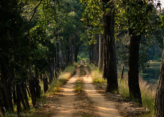 Varad Bansod – Canva