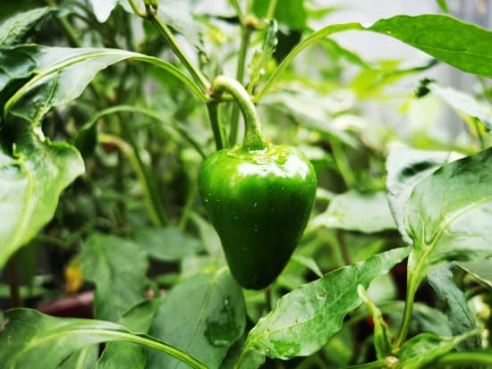 Redrev Romano – Canva