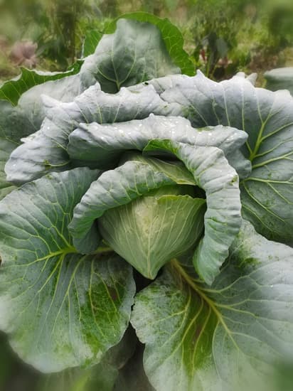 Jennie Cabrera 's Images – Canva