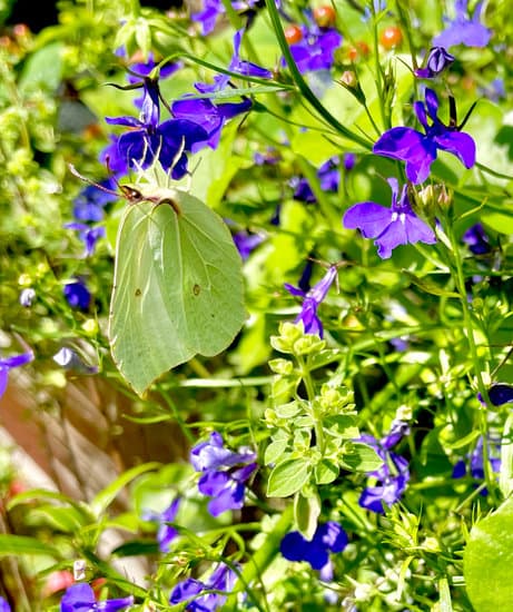 Chris Wales's Images – Canva