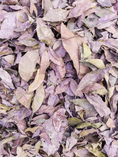 Shejan's Workshop – Canva