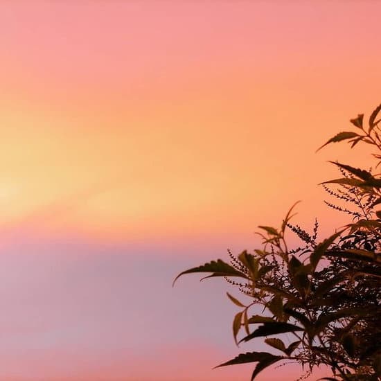 Beeble's Captures – Canva