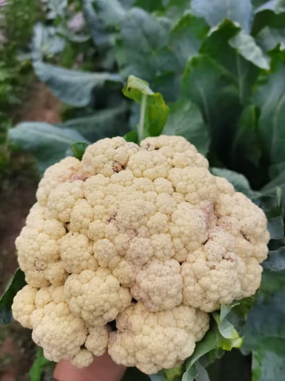 Jennie Cabrera 's Images – Canva