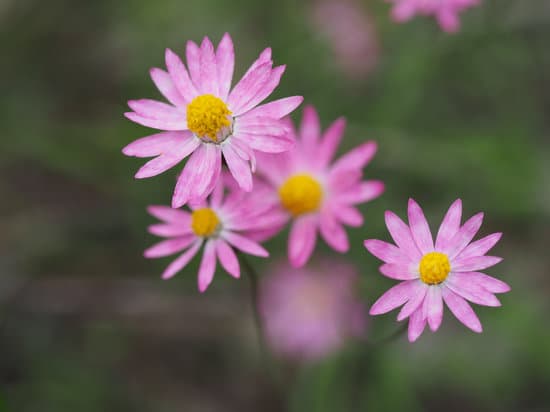 Sian’s Images – Canva