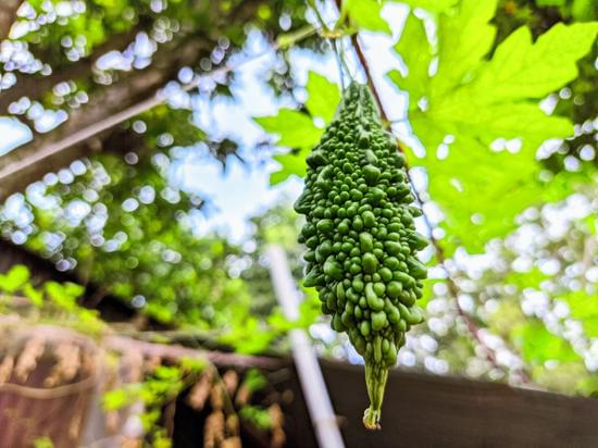 Likhon Karmaker – Canva