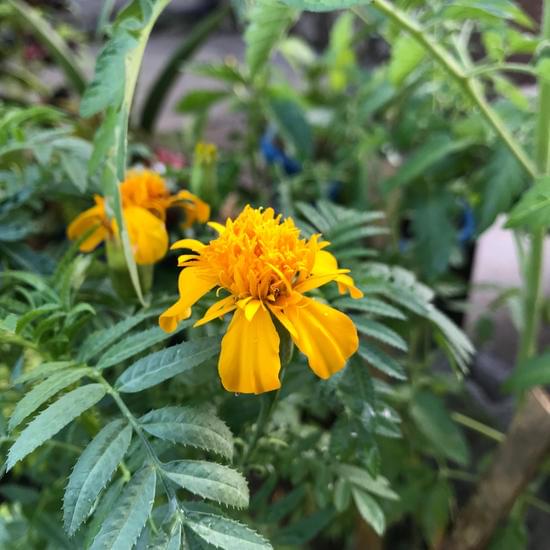 Jovert Carlos – Canva