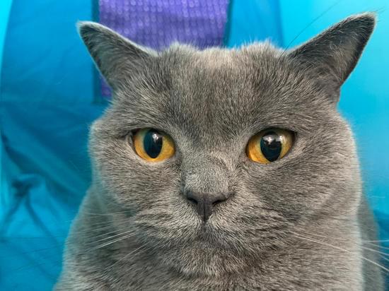 Ninz Workplace – Canva