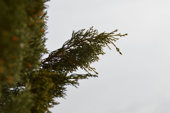 Veronica MOOS – Canva