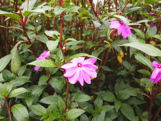 Emi Creatives – Canva