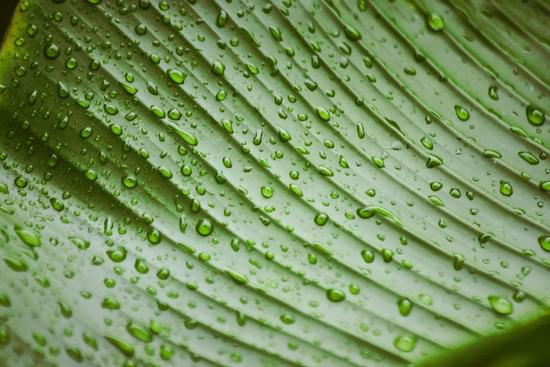 Patda business – Canva