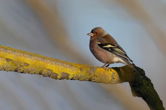 Immagini di Aishia Danza Orientale Ermolaeva – Canva