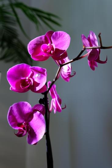 Vladyslav Babenko – Canva