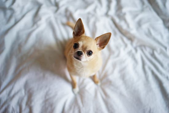 Hello Mikee – Canva