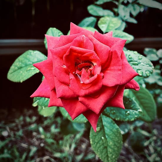 ภาพของDaarsan – Canva