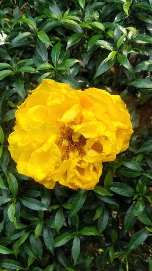 Fatma Zahro – Canva