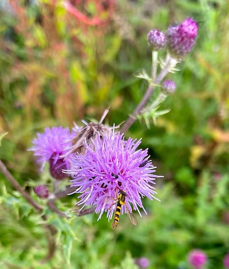 Chris Wales's Images – Canva