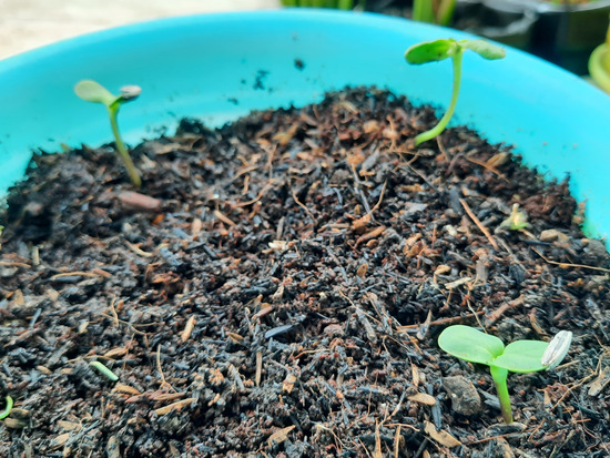 Gambar Saprina – Canva