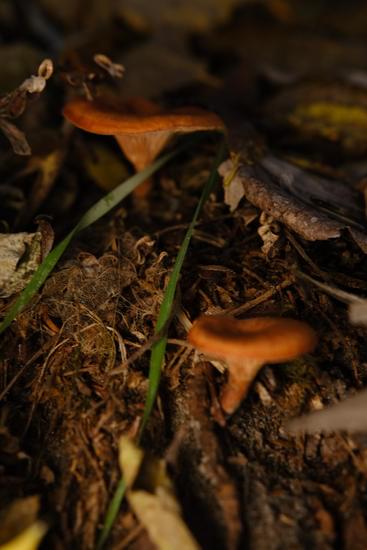 Vladyslav Babenko – Canva