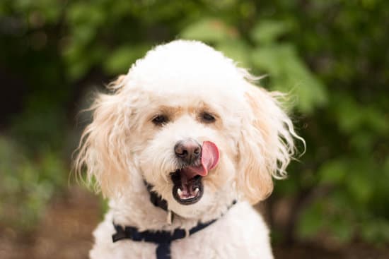 Lisa Gallegos Pup Photos – Canva
