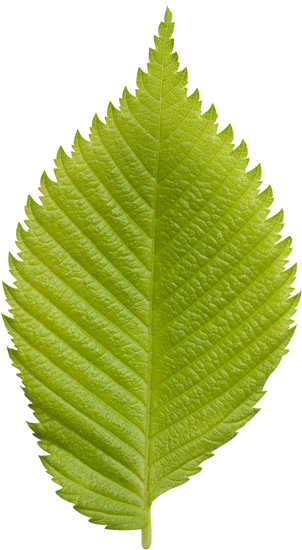 Popular elements for your design – Canva