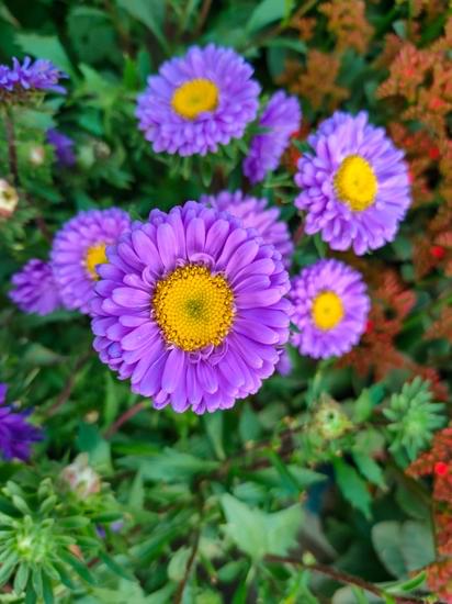 Shejan's Workshop – Canva