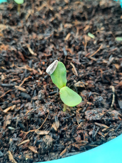 Gambar Saprina – Canva