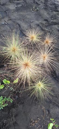 Gambar Dudin SGL – Canva