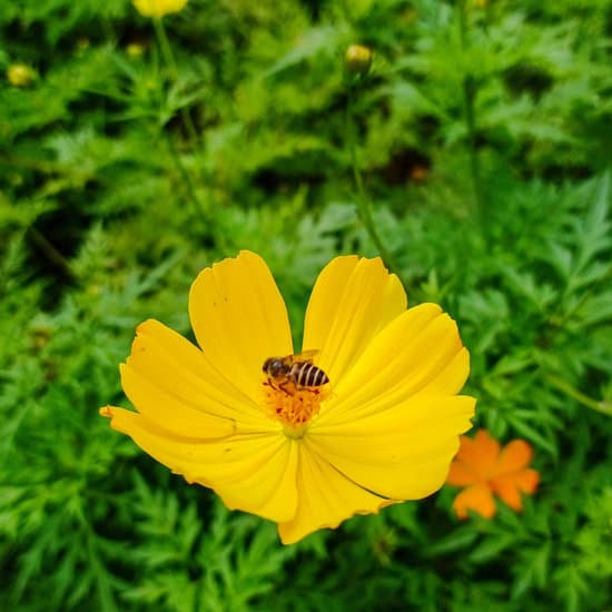 Irish Pascual's Images – Canva