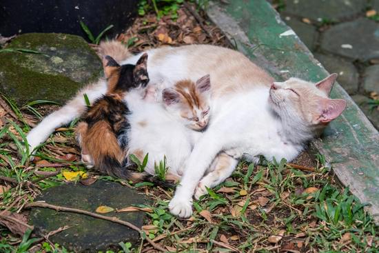 Budi Fayanda's Images – Canva