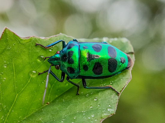 Febry Dahyani's Images – Canva