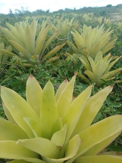 Imagens de Vanessa Holz Faller – Canva