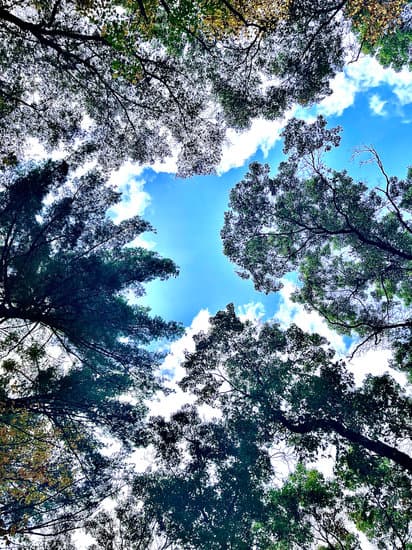 Jen Chicoine's Images – Canva