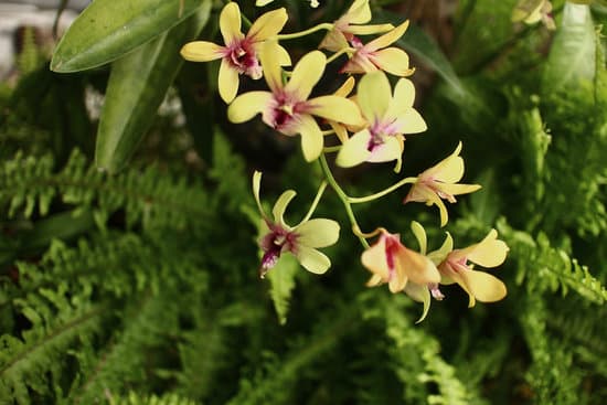 ภาพของDaarsan – Canva