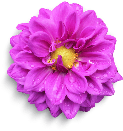 Jump Studio – Canva