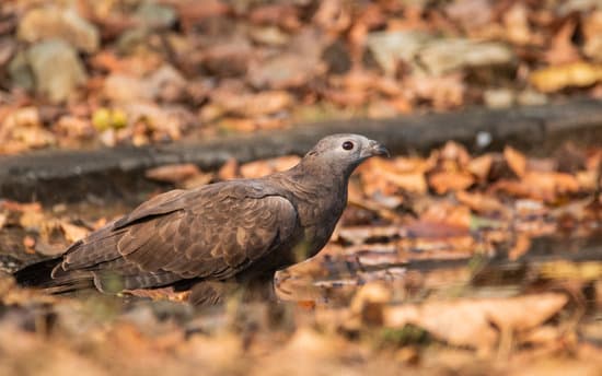 Varad Bansod – Canva