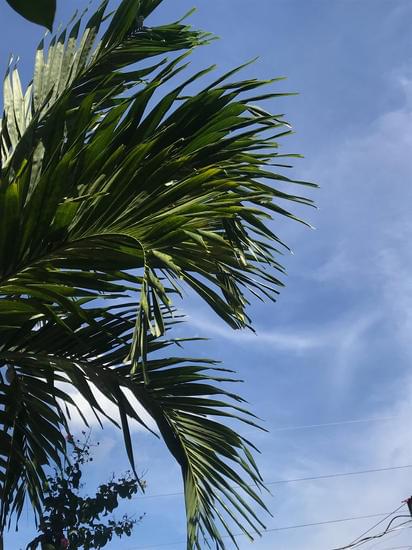 Jovert Carlos – Canva