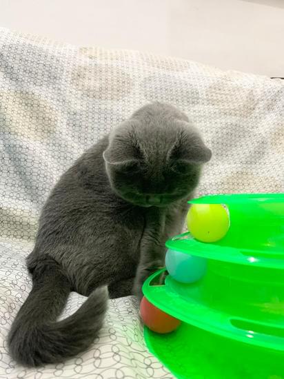 Ninz Workplace – Canva