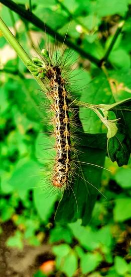 Rose Landicho's Images – Canva