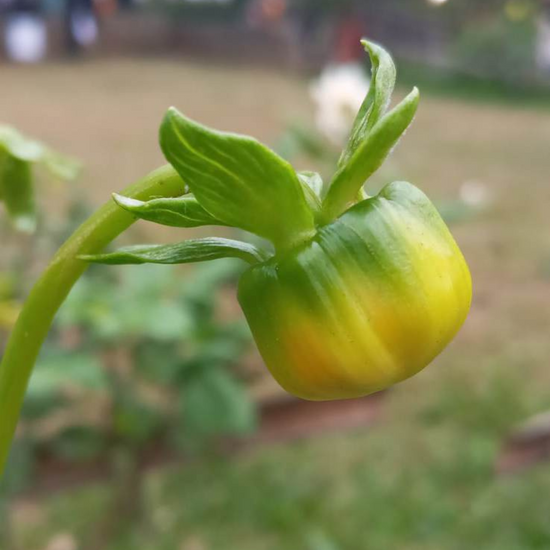 Crafty duo – Canva