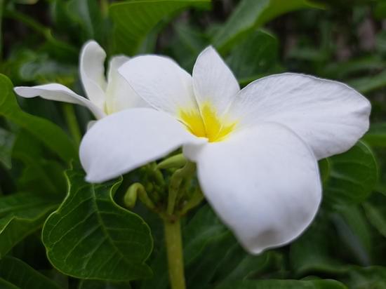 AMAL's Images – Canva