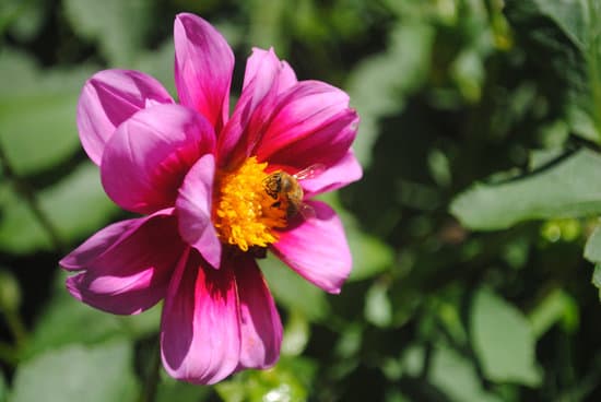 Irish Pascual's Images – Canva