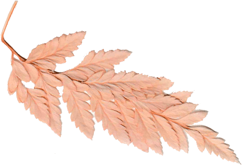 sparklestroke – Canva