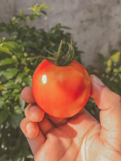 Jovert Carlos – Canva