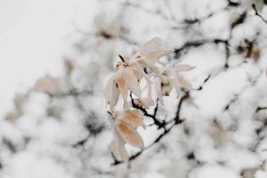 America Roe Photography – Canva