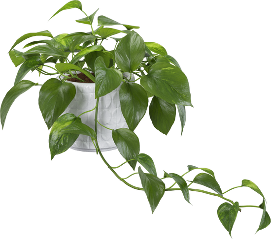 Joe Mark's Images – Canva