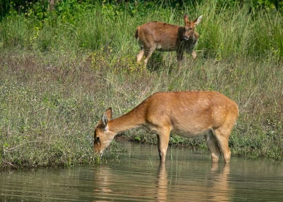 Varad Bansod – Canva