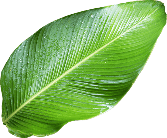 DIMD NYC's Images – Canva