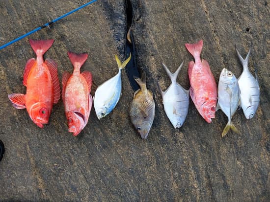 Imagens de Vanessa Holz Faller – Canva